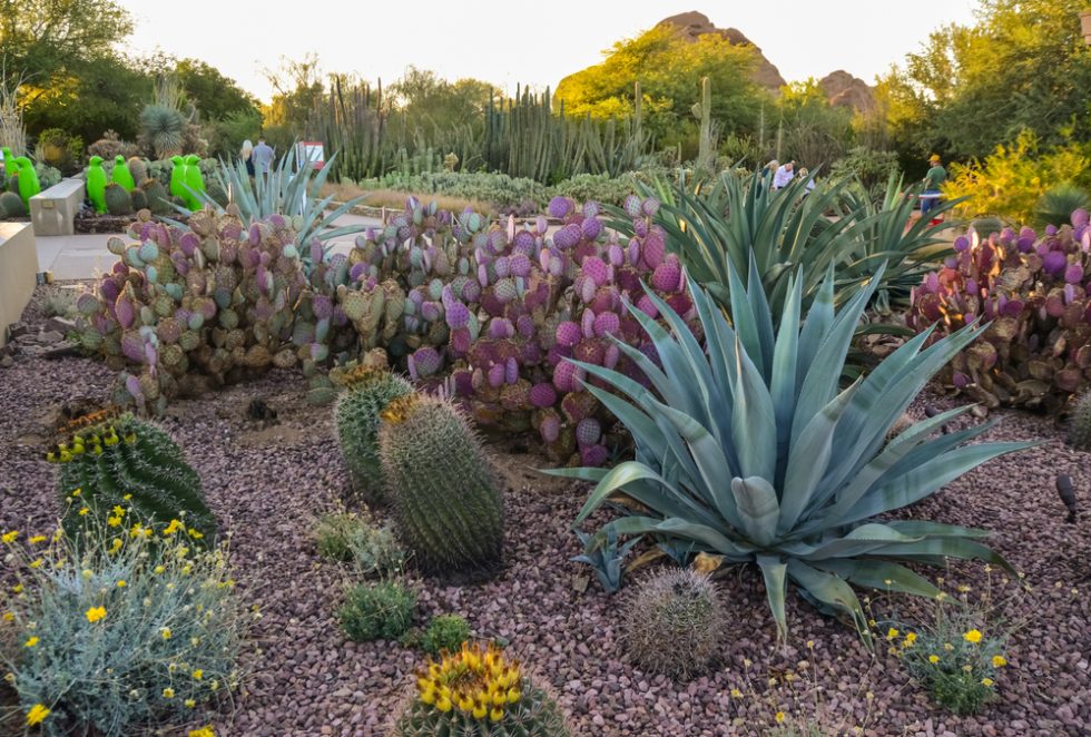 September Gardening Tips for Phoenix Area Residents - Phoenix Internet