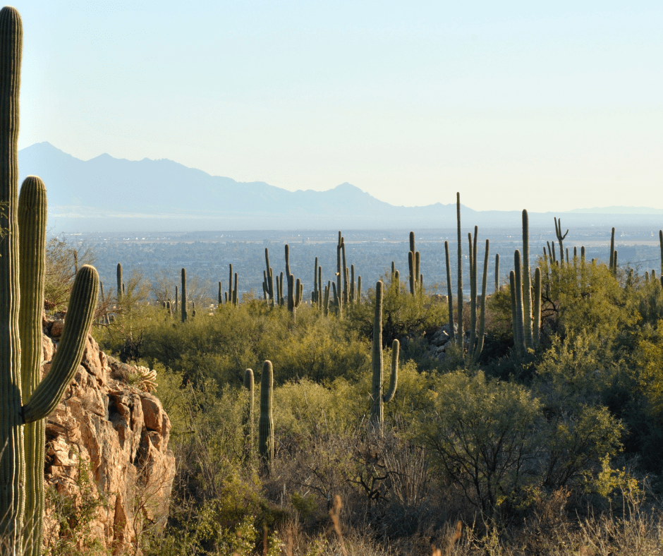 Top Rural Internet Options in Phoenix: Reliable Connectivity Picks ...
